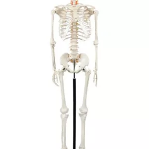 Axis Scientific Classic Life-Size Human Skeleton Anatomy Model with ...